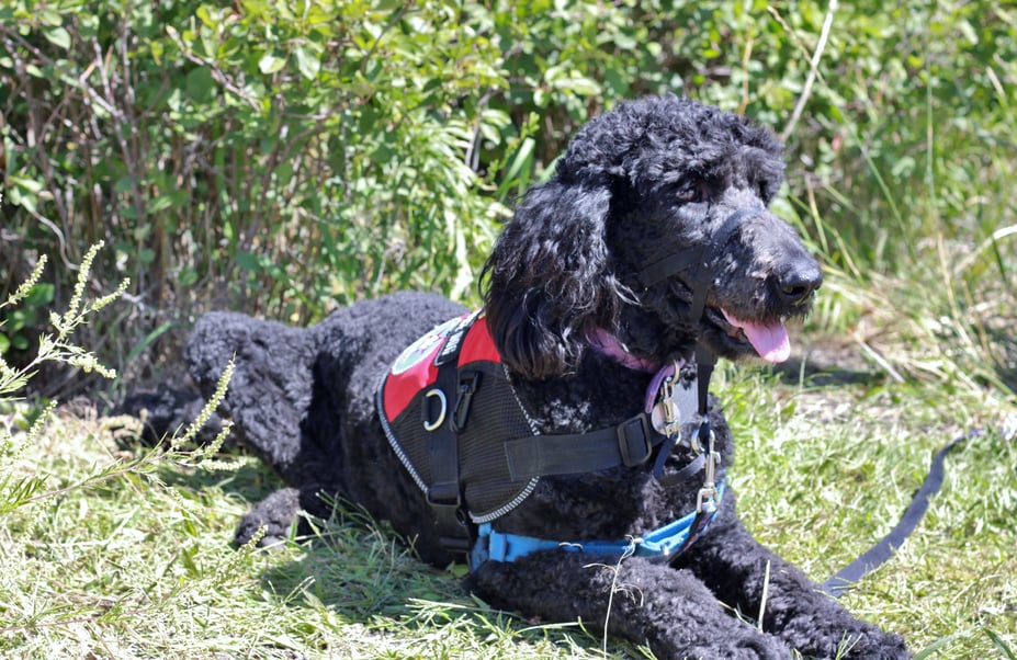 We've Adopted a Freedom Service Dog!